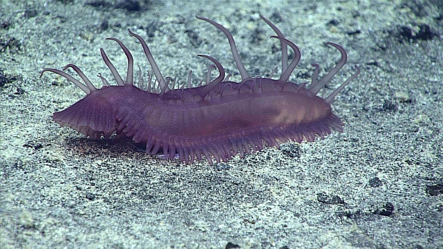 #14: Exploring the Deep-Sea – with Diva Amon - Unfolding Maps